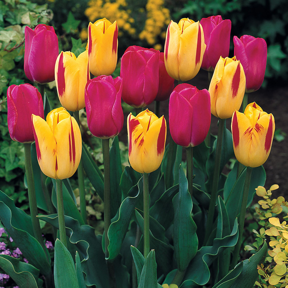 Buy Tulip Washington | J. Parker's