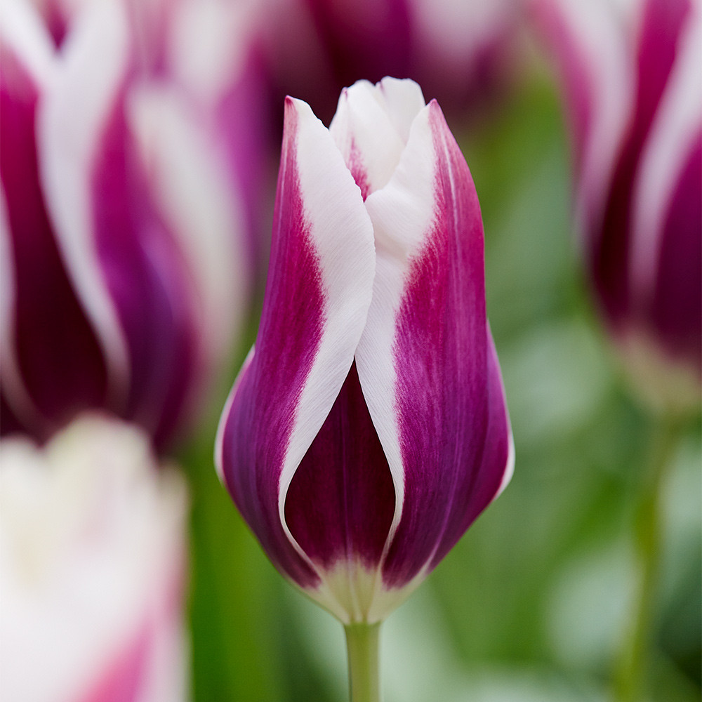 Shop Tulip Chansonette | J. Parker's