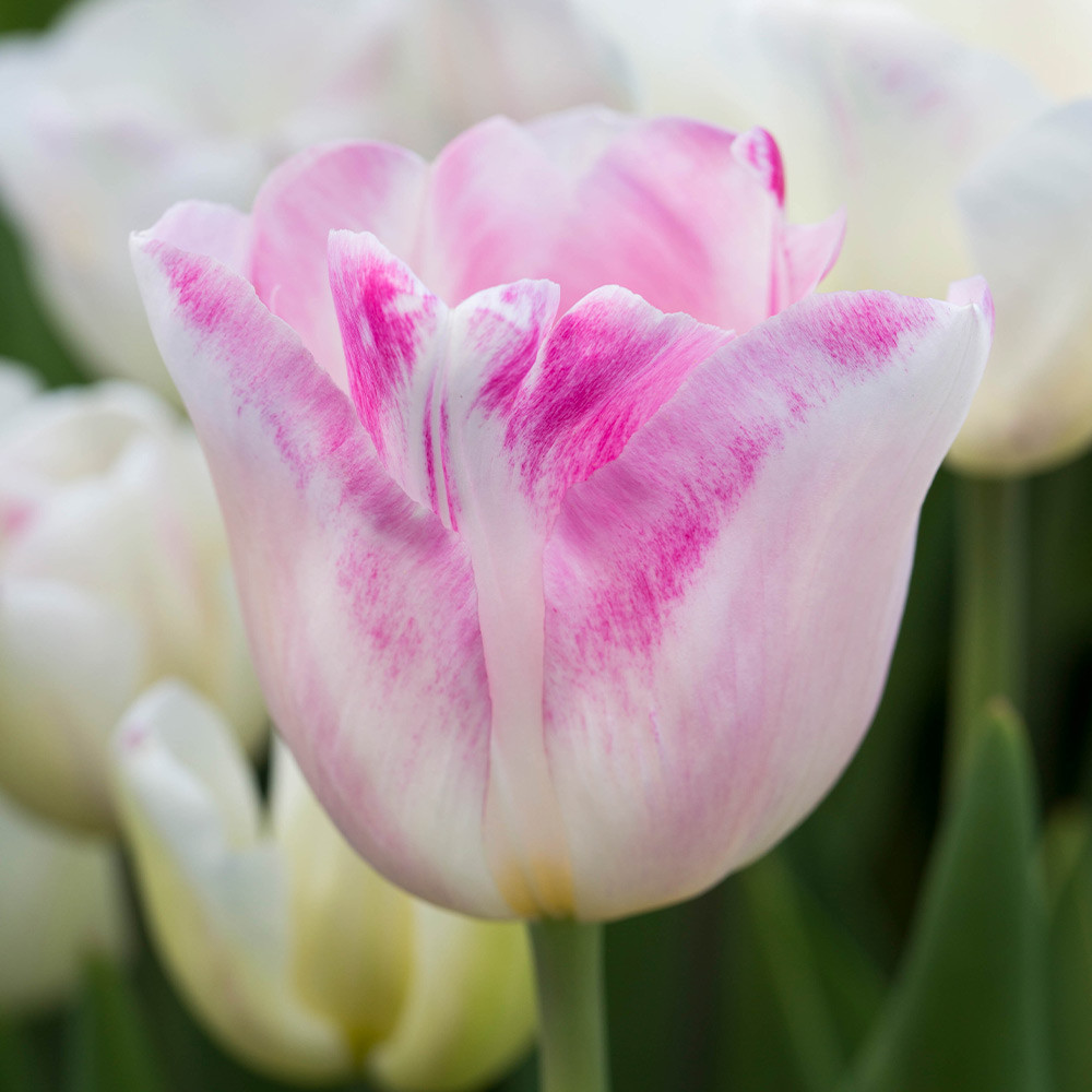 Buy Tulip Infinity at jparkers.co.uk