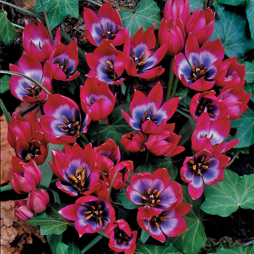 Buy Tulip Species Collection at jparkers.co.uk