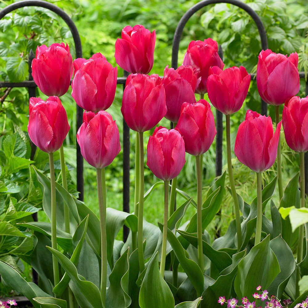 Buy Tulip Van Eijk Collection at jparkers.co.uk