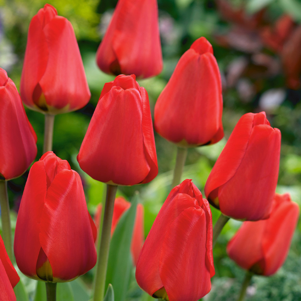 Buy Collection of Red Tulips at jparkers.co.uk