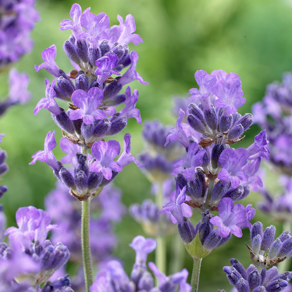 10 Free Dwarf Lavender Munstead - JParkers