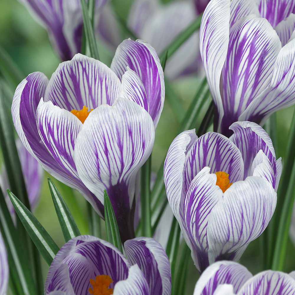 Crocus Striped Beauty | J Parker Dutch Bulbs