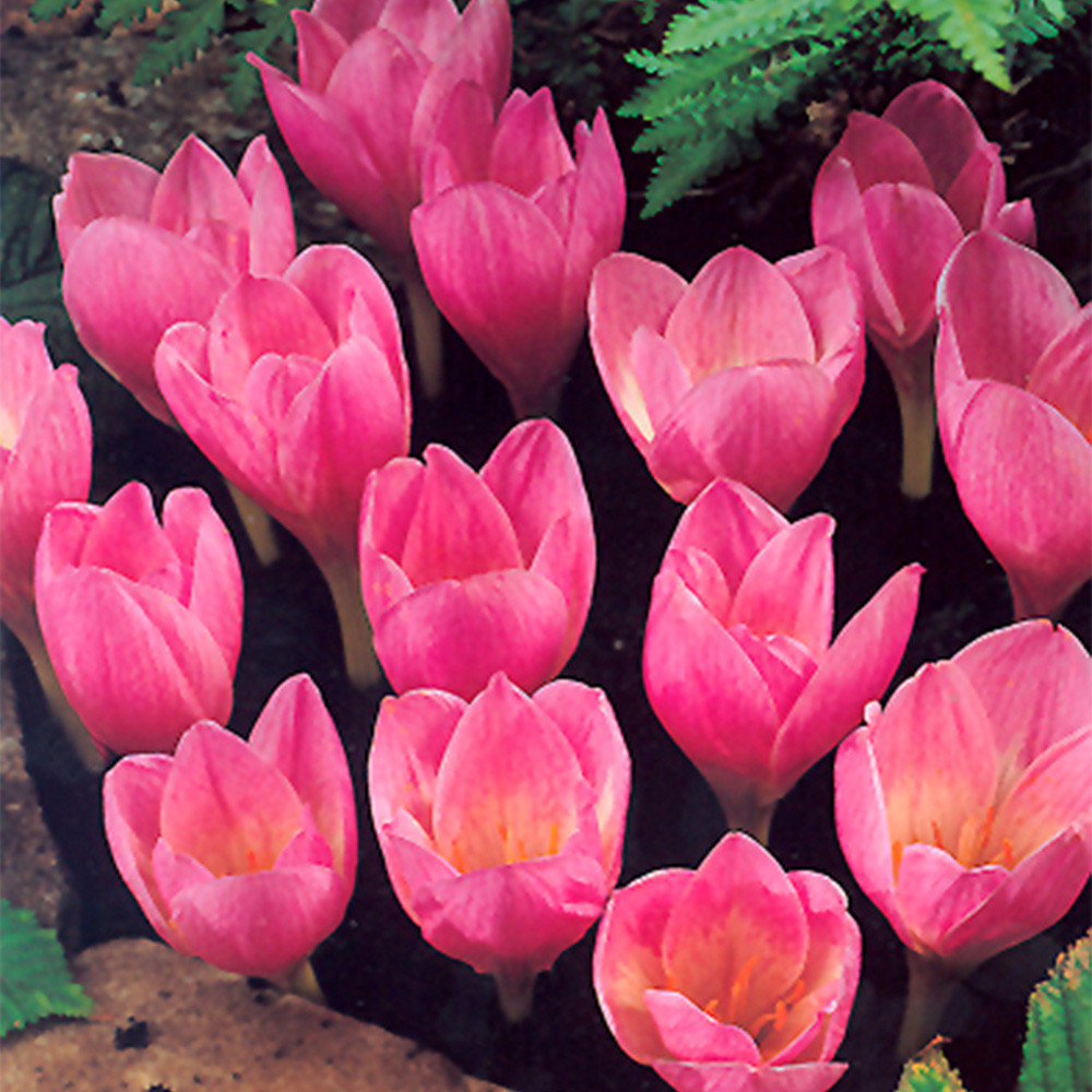 Autumn Flowered Crocus Collection - JParkers