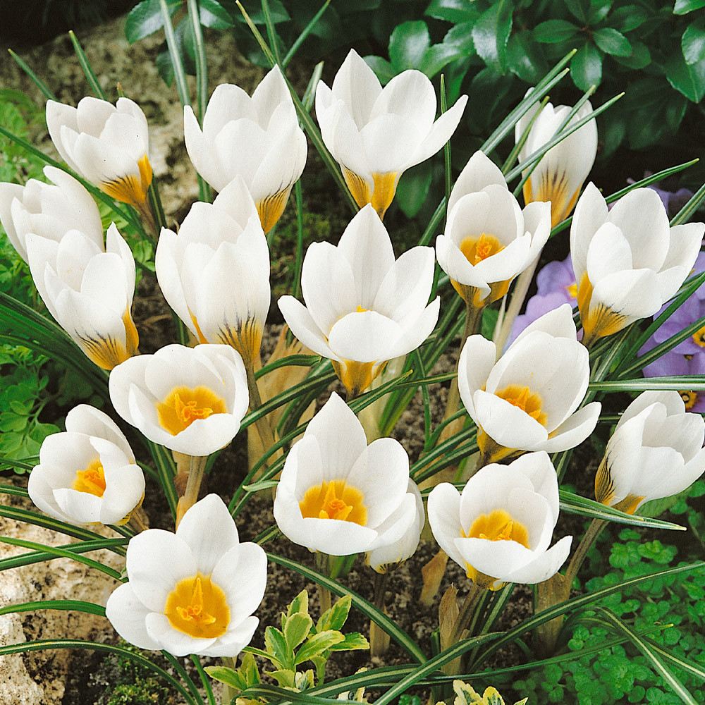 Winter Flowering Crocus Collection - JParkers