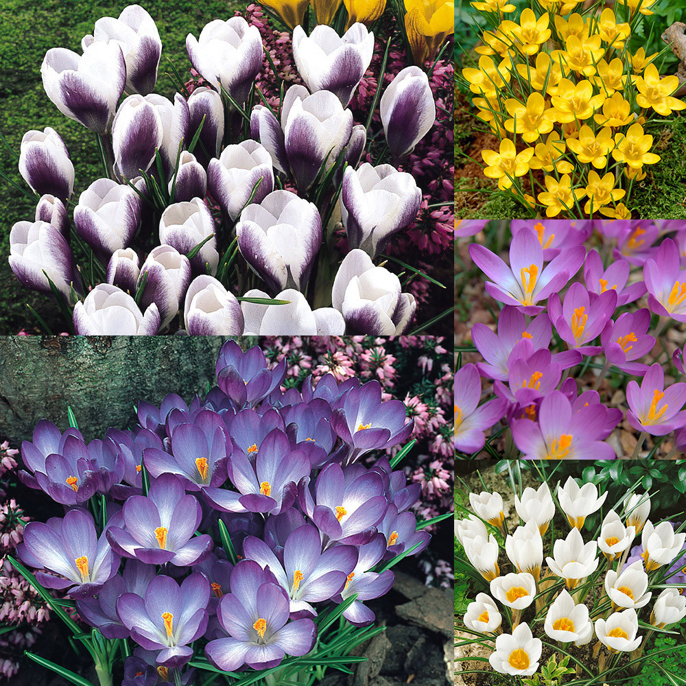 Winter Flowering Crocus Collection - JParkers