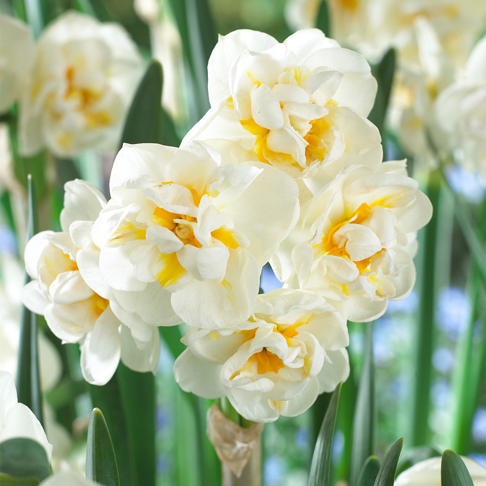 Narcissus Fragrant Poeticus Collection | J.Parker's
