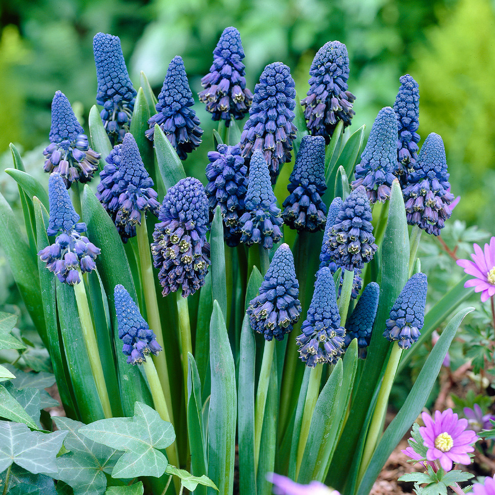 Shop Bellevalia Collection| J. Parker's