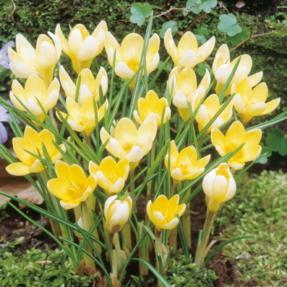 Crocus Species Collection - JParkers