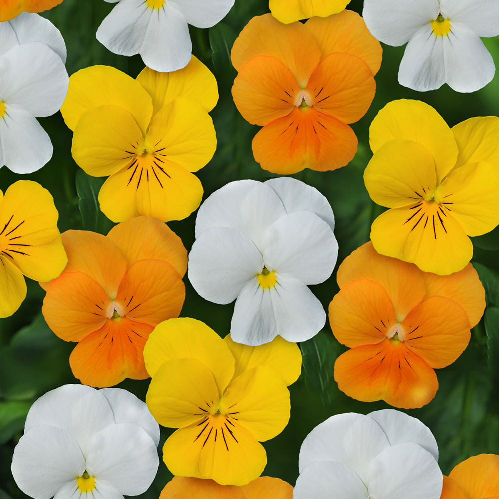 Viola Sorbet Citrus Mix - JParkers