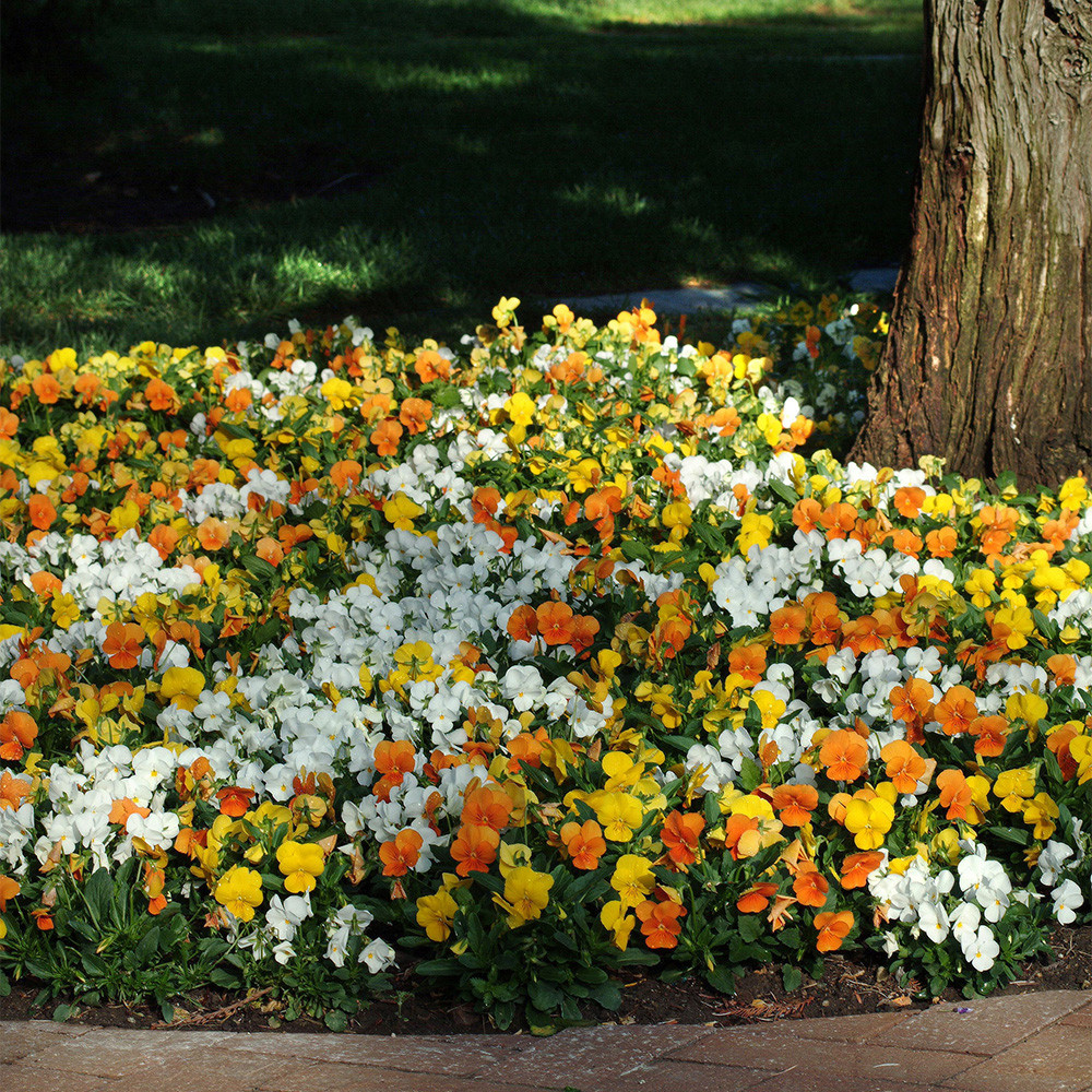 Viola Sorbet Citrus Mix - JParkers