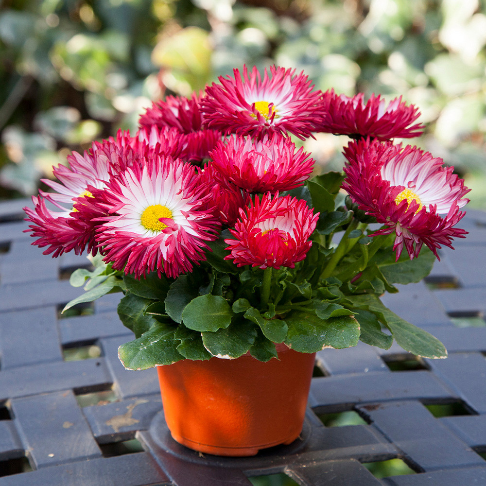 Bellis Bam Bam Red (Maxi) - JParkers