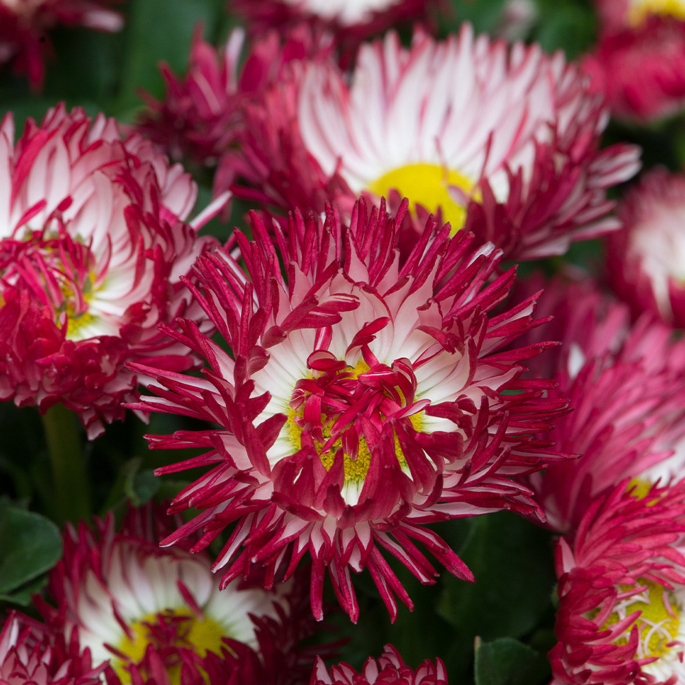 Bellis Bam Bam Red (Maxi) - JParkers