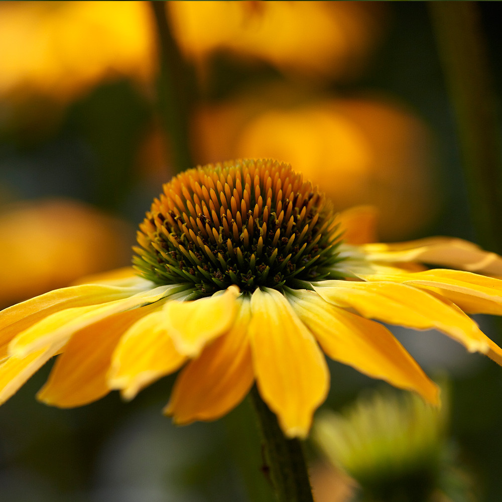 Echinacea Yellow Skipper- JParkers