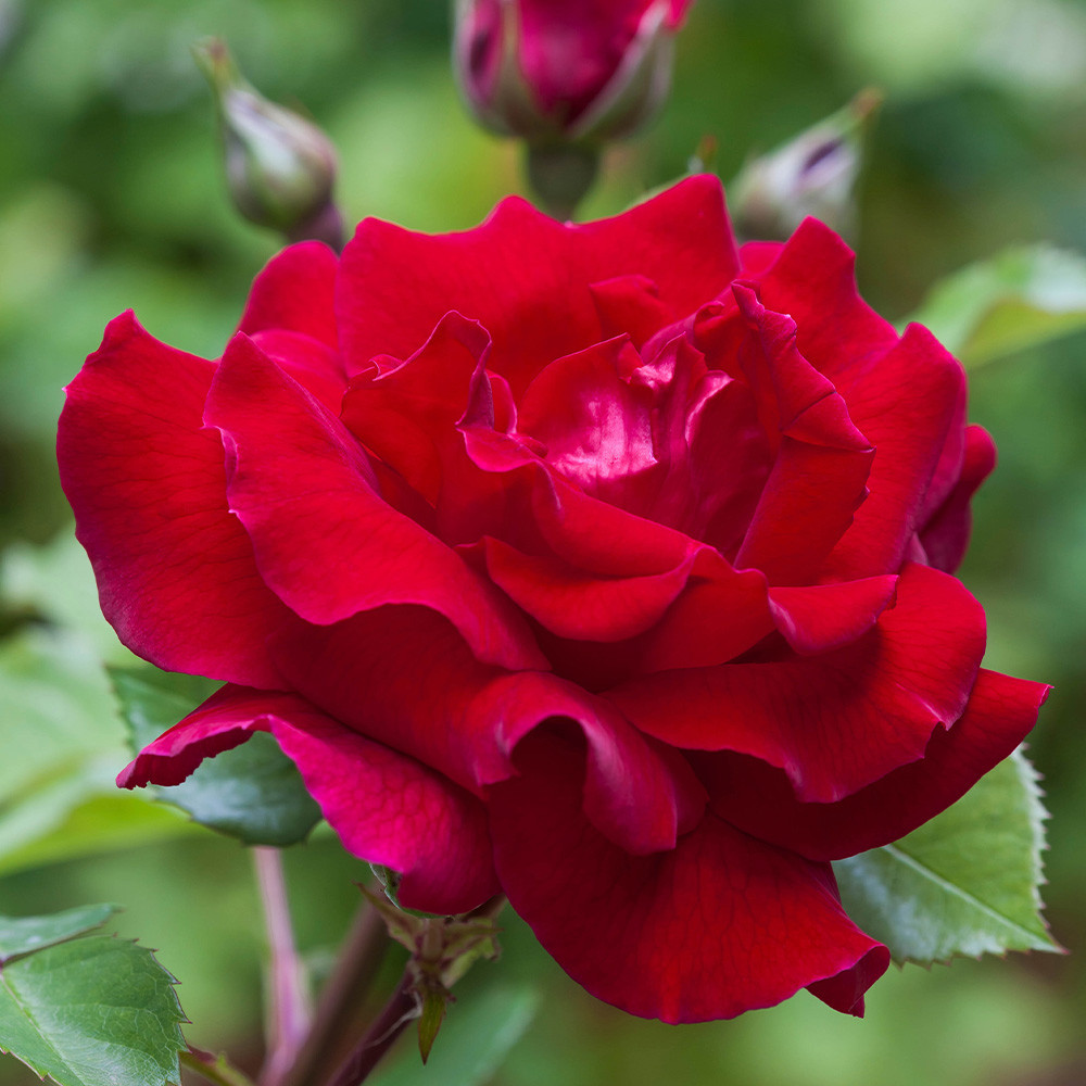 Images Roses New Dawn Rose Pink Climbing Roses Fragrant Rose