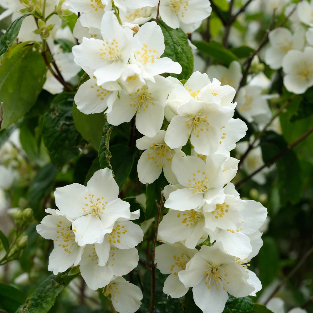 Buy Philadelphus coronarius | J. Parker's