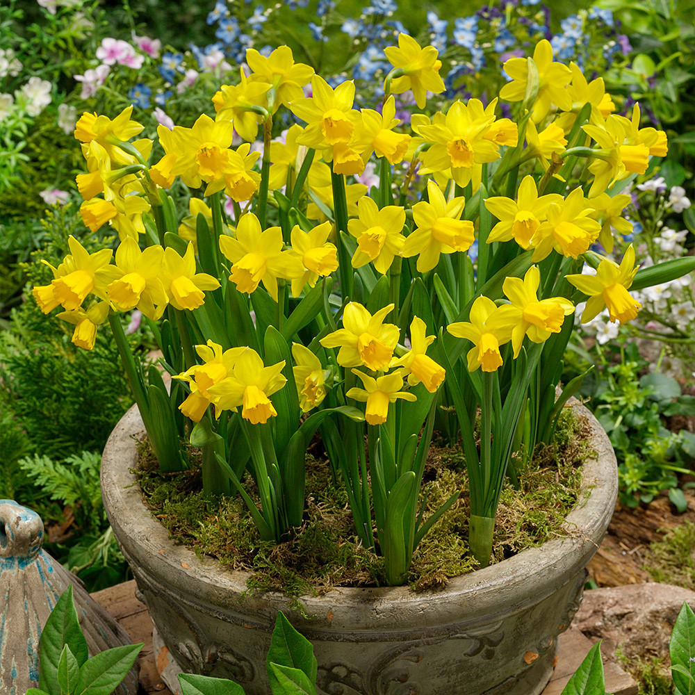 Shop Naturalising Spring Bulb Collection | J. Parker's