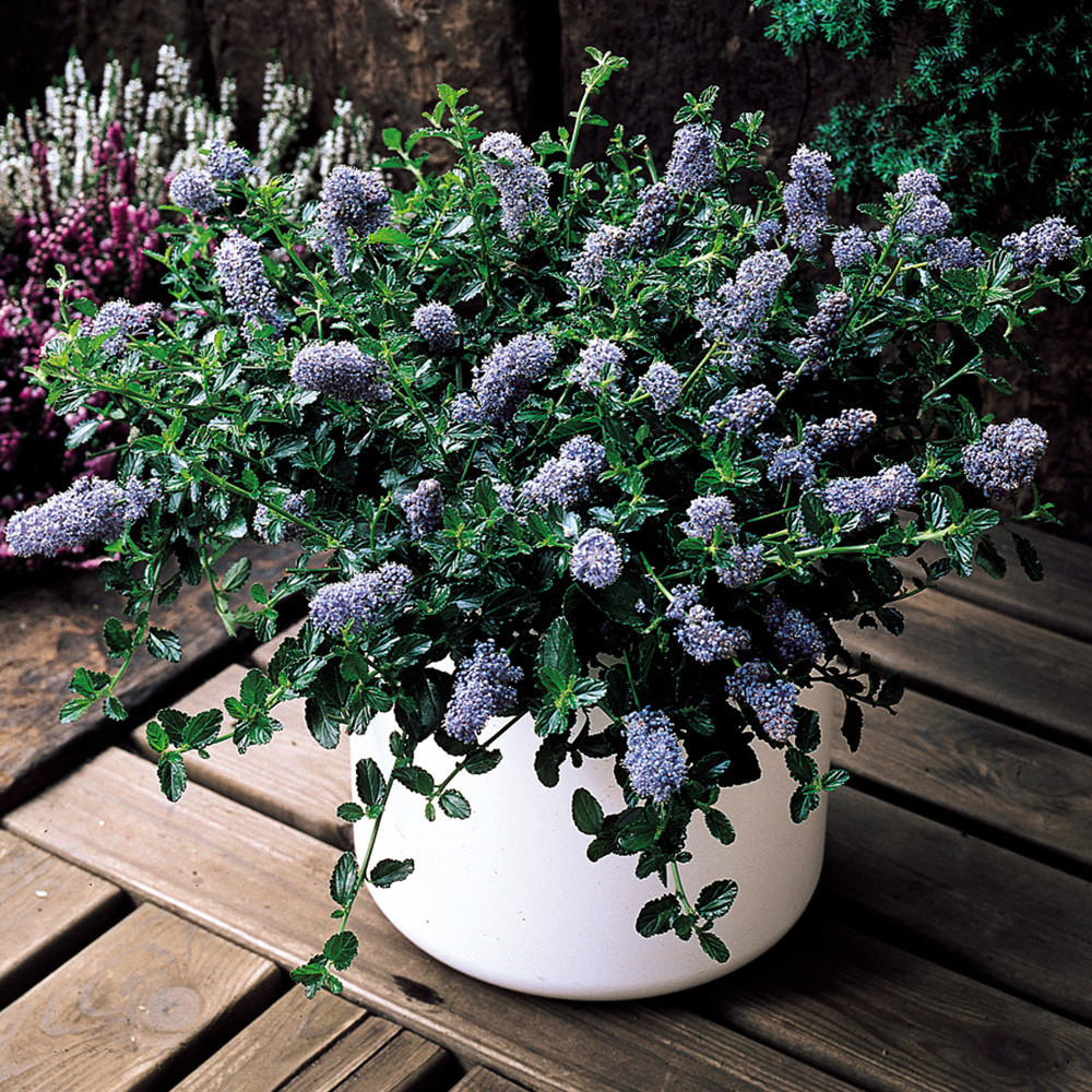 Shop RHS AGM Winning Evergreen Shrub Collection | J. Parker's