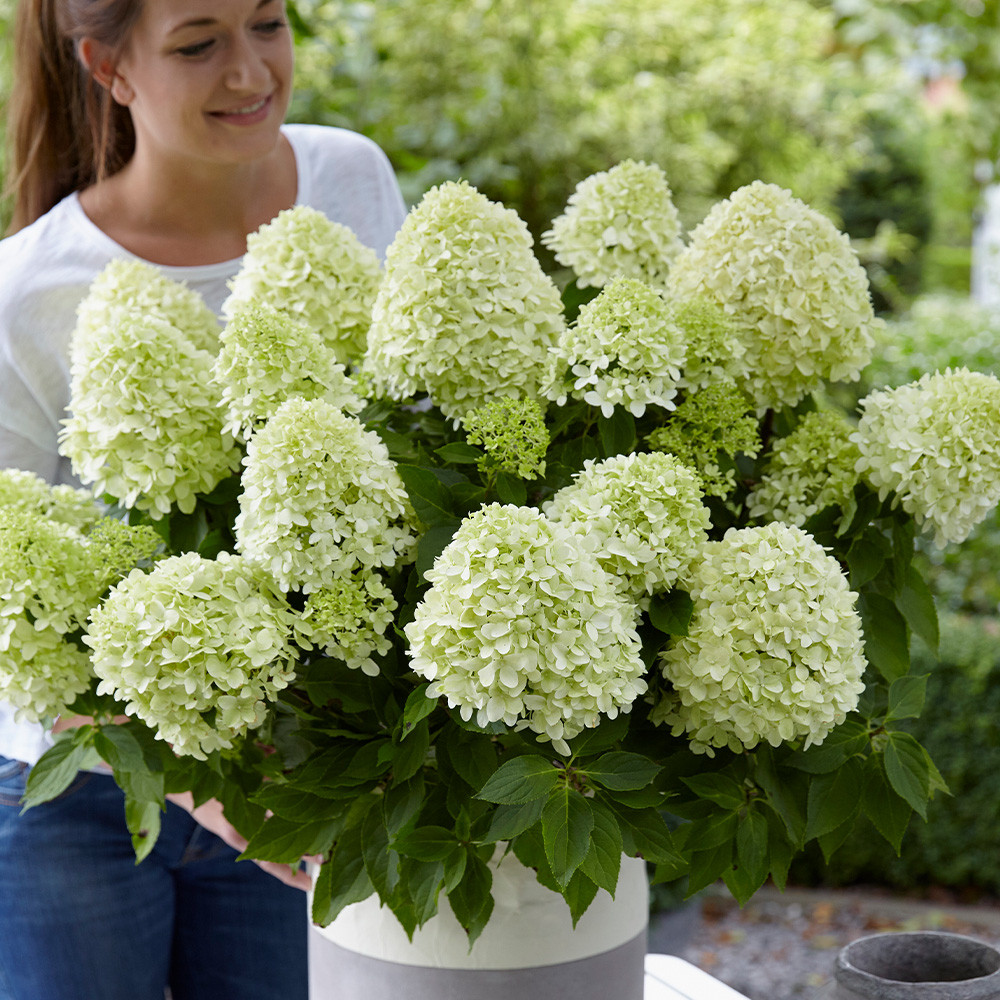 Hydrangea P. Little Spooky - JParkers
