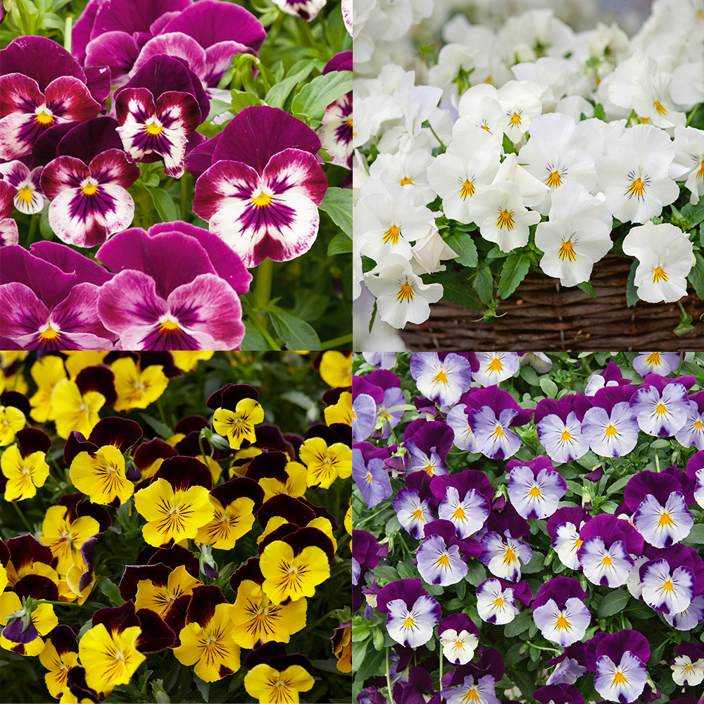 Shop Pansy Cool Wave Collection | J. Parker's