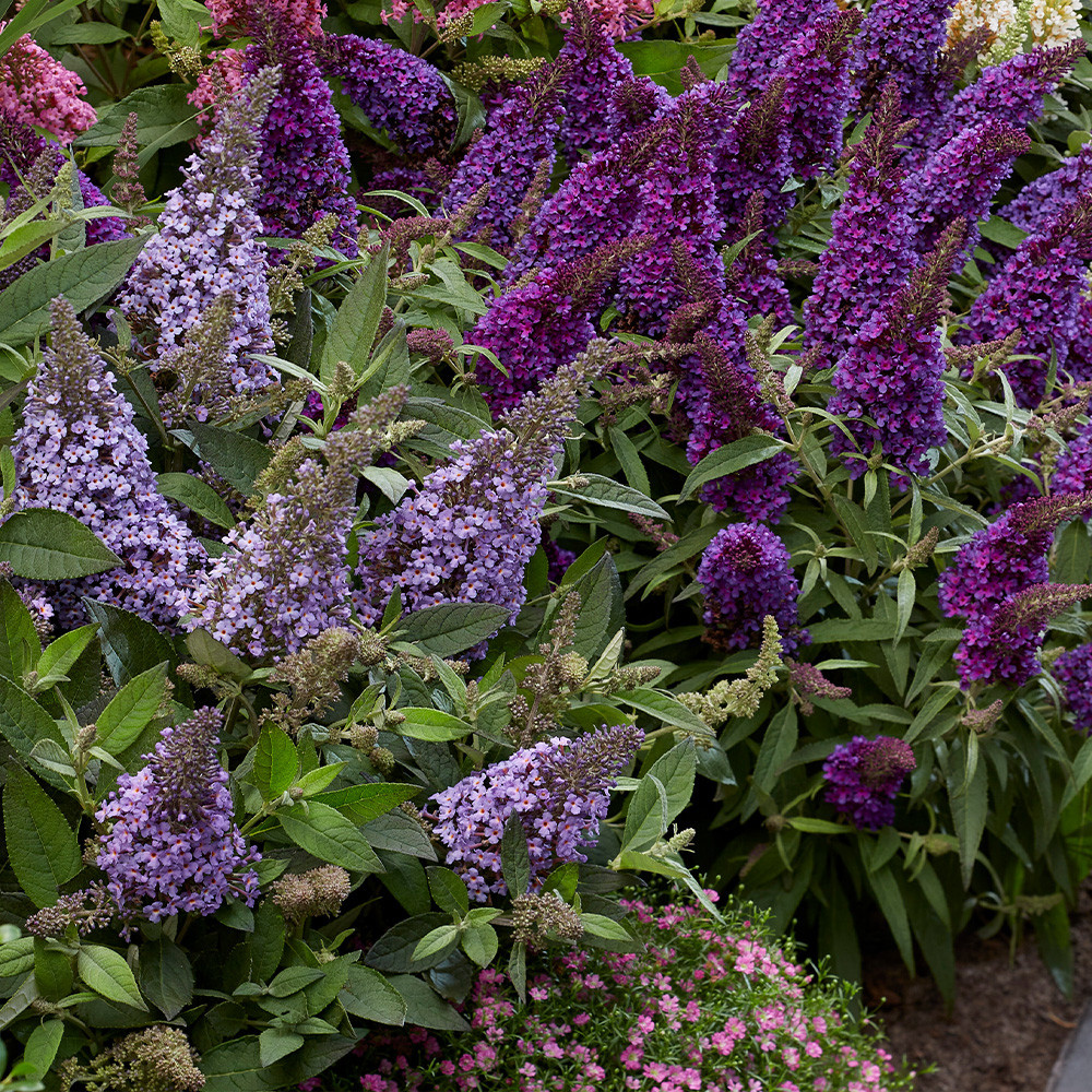 Buy Buddleia Dwarf Butterfly Candy Collection | J. Parker's
