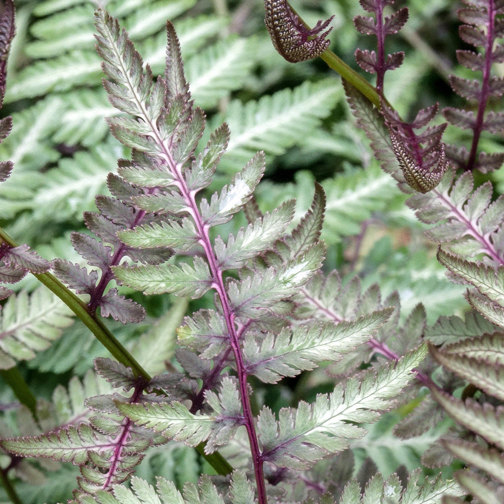 Shop Athyrium niponicum Red Beauty | J. Parker's
