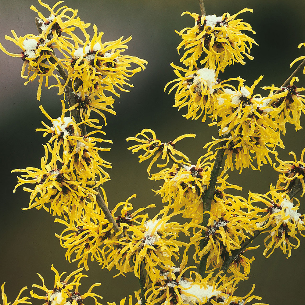Hamamelis Collection - JParkers