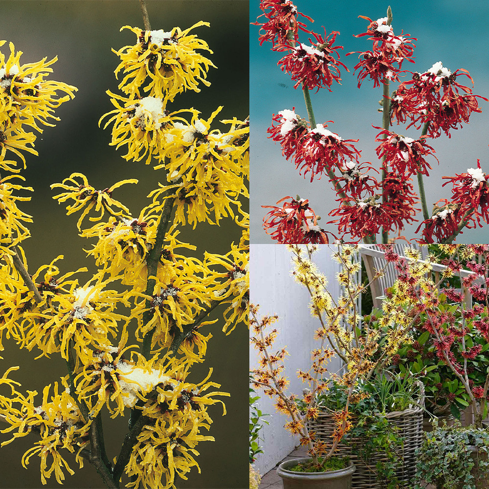 Hamamelis Collection - JParkers