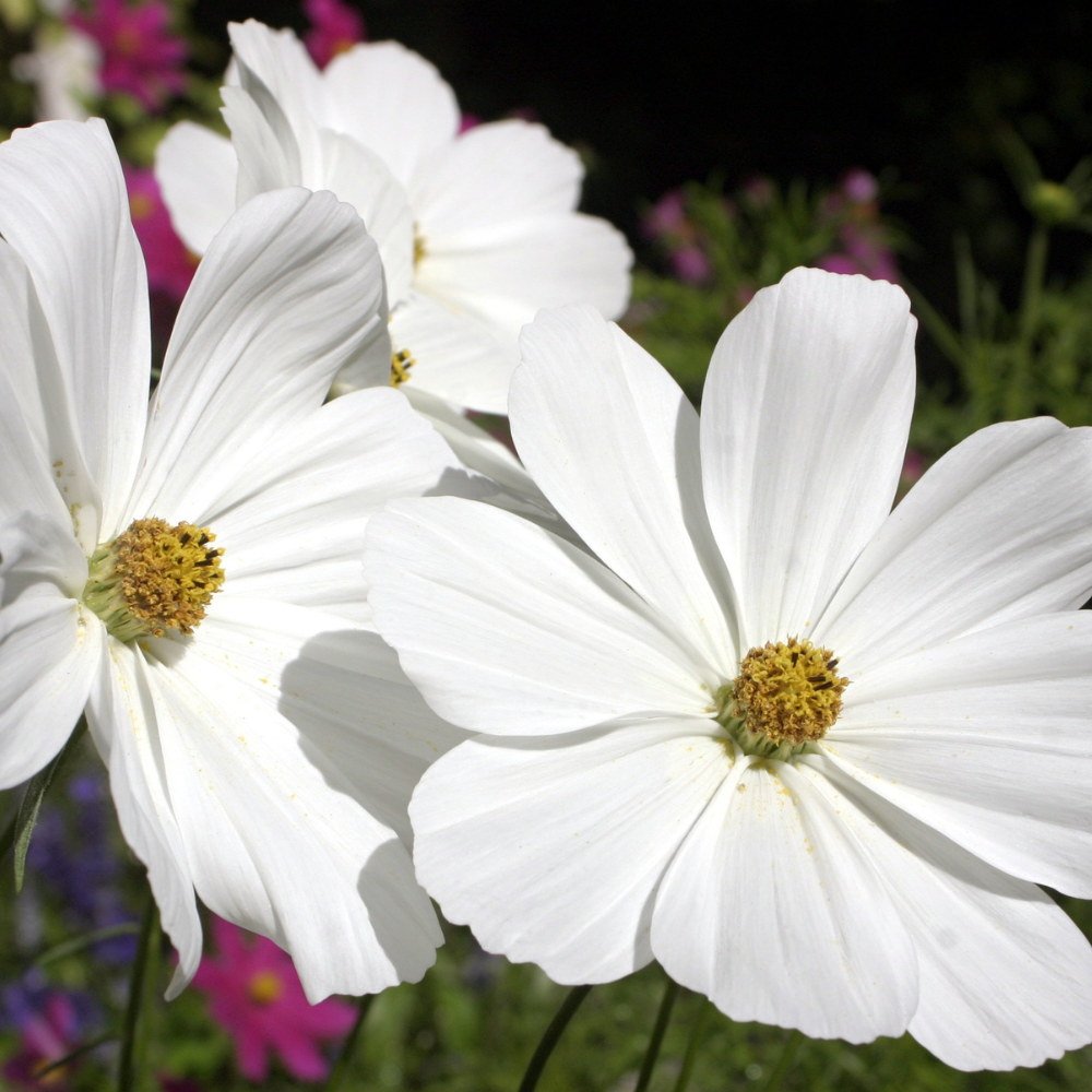 Buy Cosmos Purity Seeds| J. Parker's Dutch Bulbs