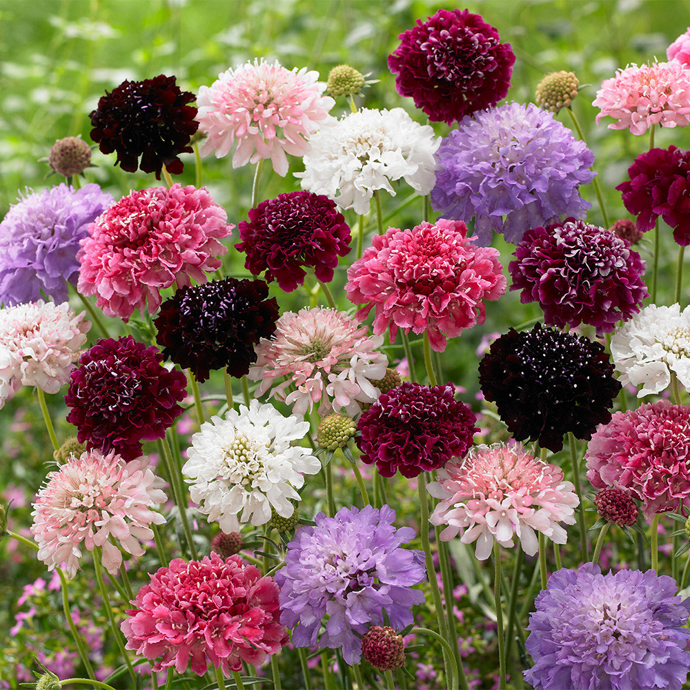 Shop Scabiosa Pincushion Mix Seeds | J. Parker's Dutch Bulbs