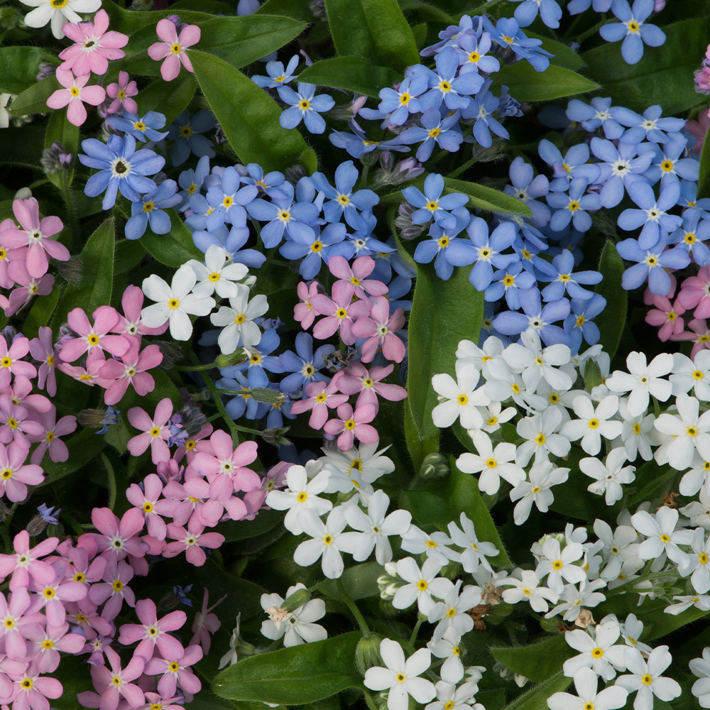 Shop Myosotis Mixed (forget me not) | J. Parker's