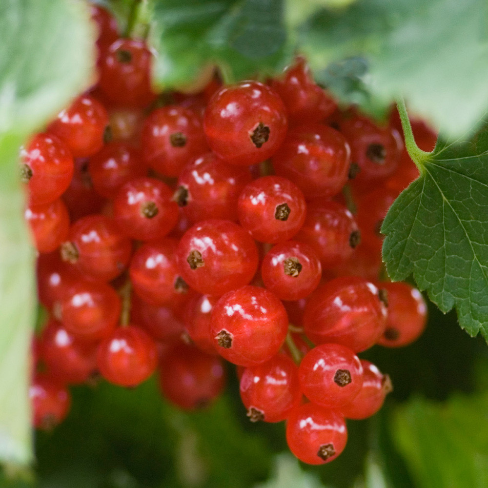 Currant Redcurrant 'Rovada' | J. Parker's