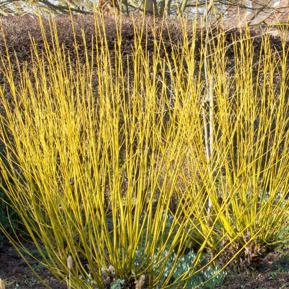 Shop Cornus sericea Flaviramea | J. Parker's