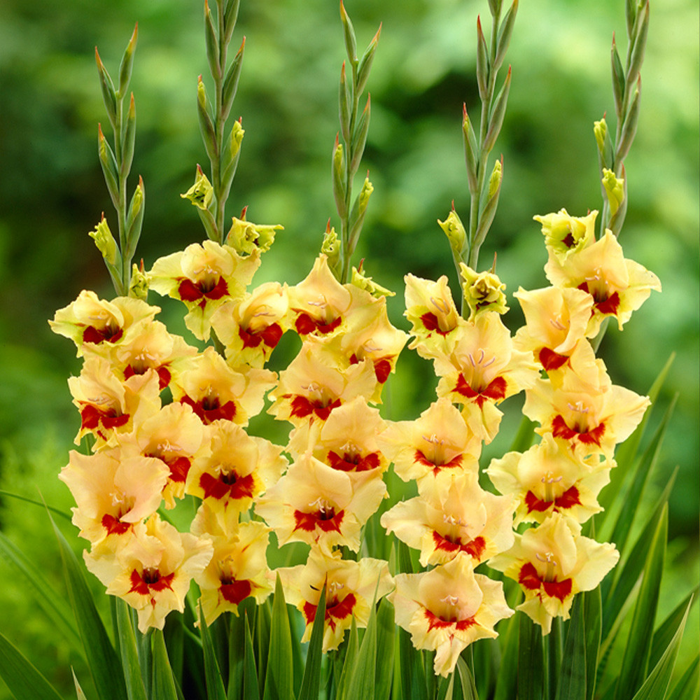Shop Gladiolus B Safari | J. Parker's