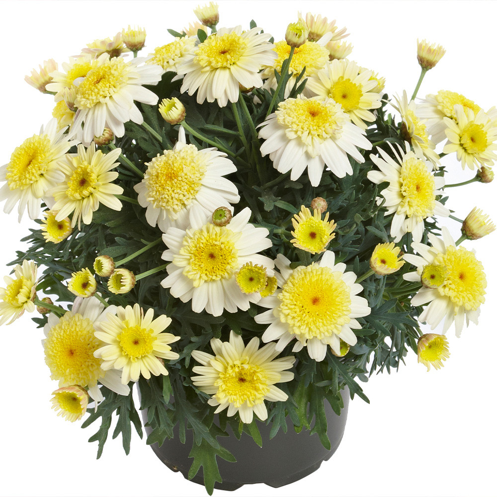 Shop Argyranthemum aramis Double Lemon | J. Parker's