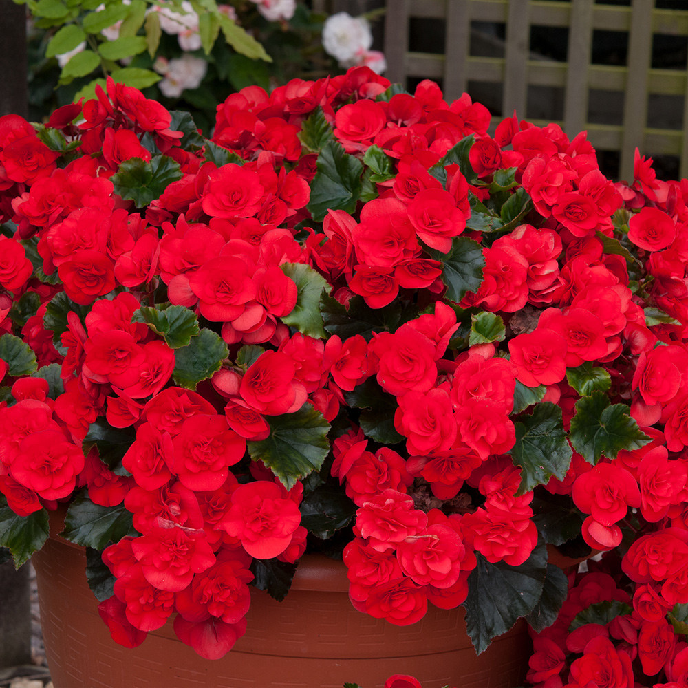 Shop Begonia Patio Joy Red (Solenia) | J. Parker's