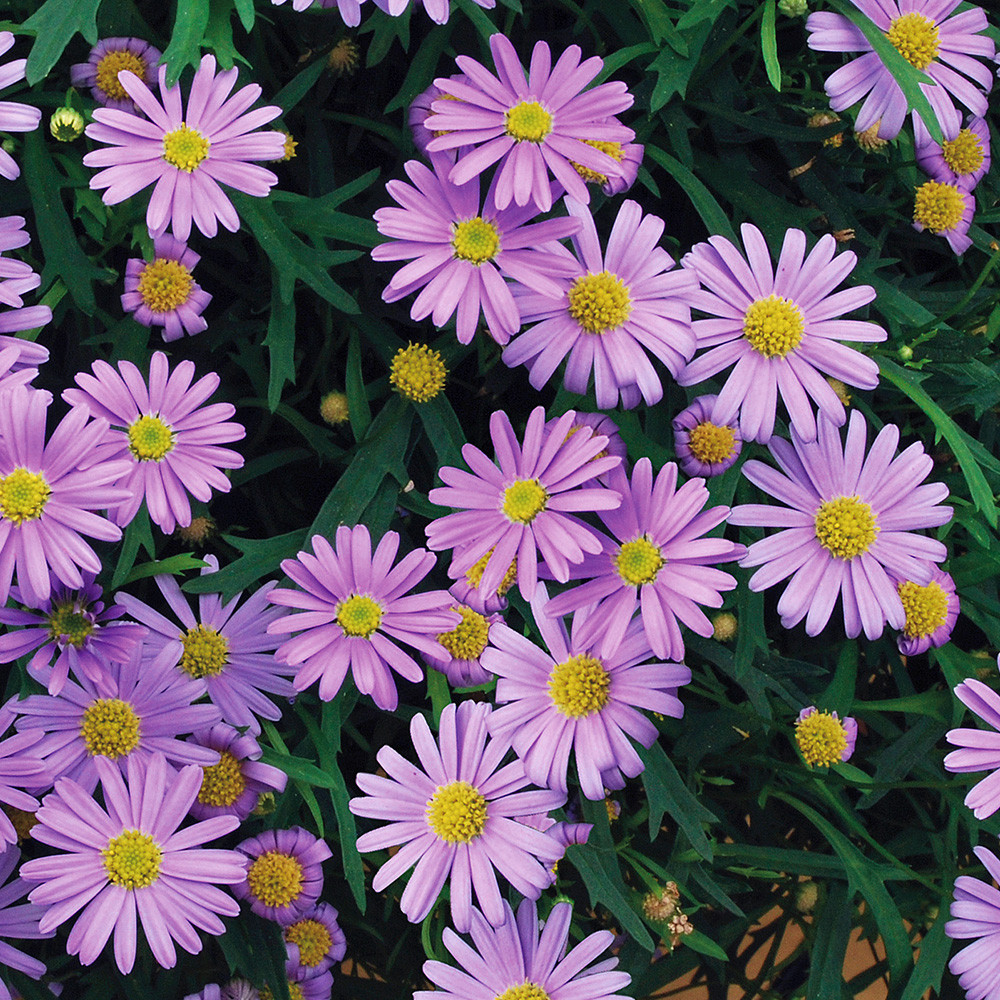 Shop Brachyscome Mauve Delight | J. Parker's