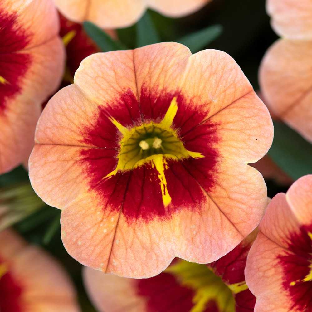 Shop Calibrachoa Conga Orange Star | J. Parker's