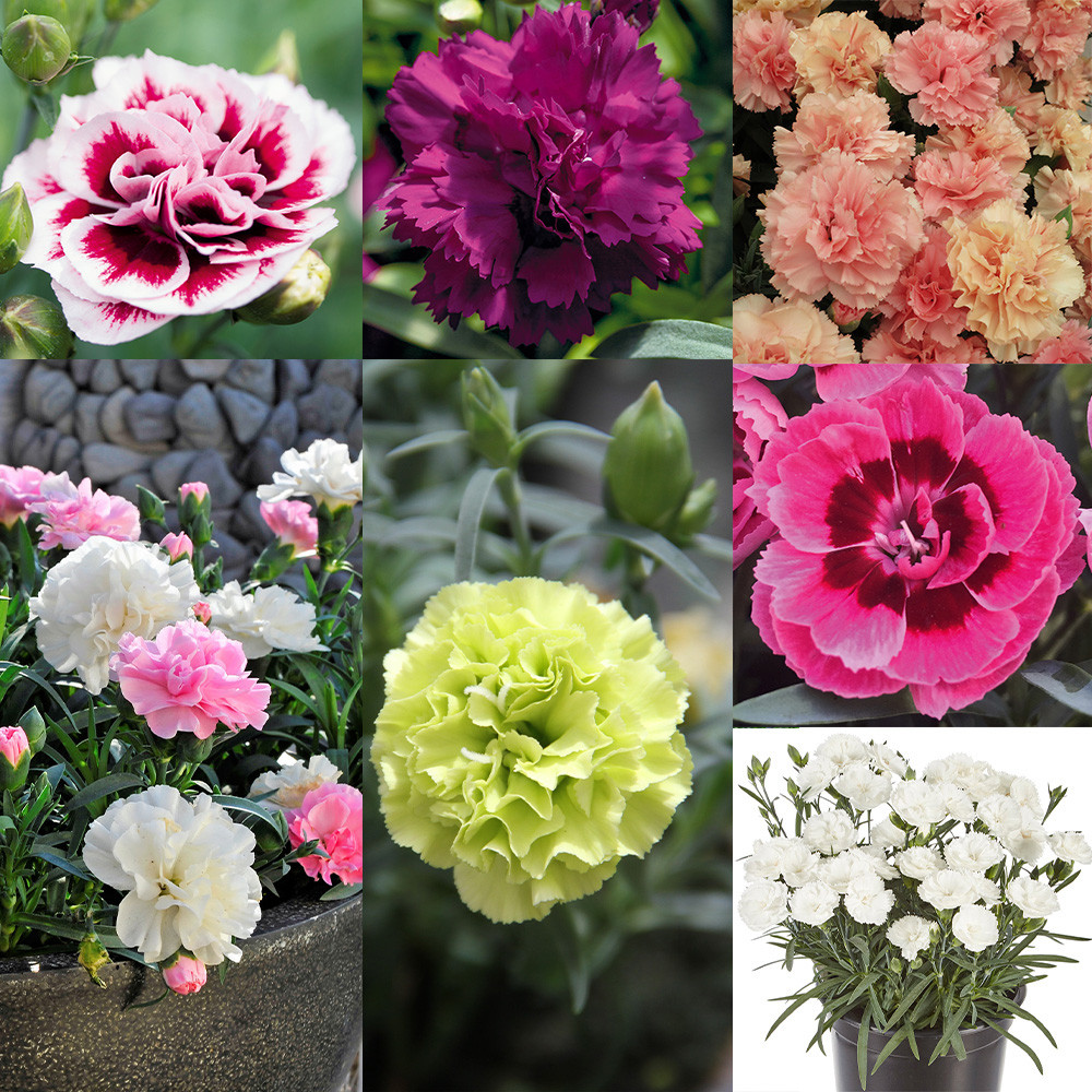 Shop Dianthus Sweet Pleasure Mix | J. Parker's
