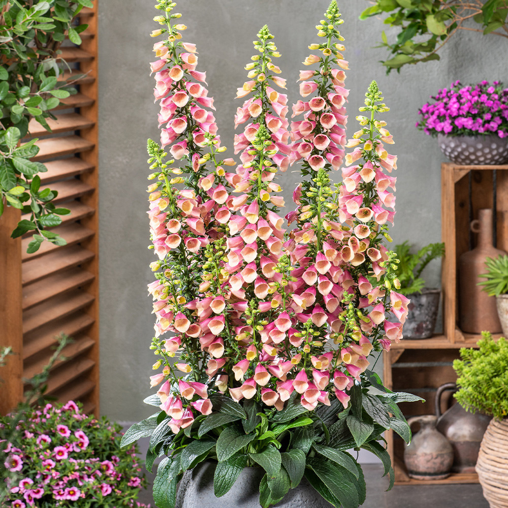 Shop Digitalis Arctic Fox Rose | J. Parker's