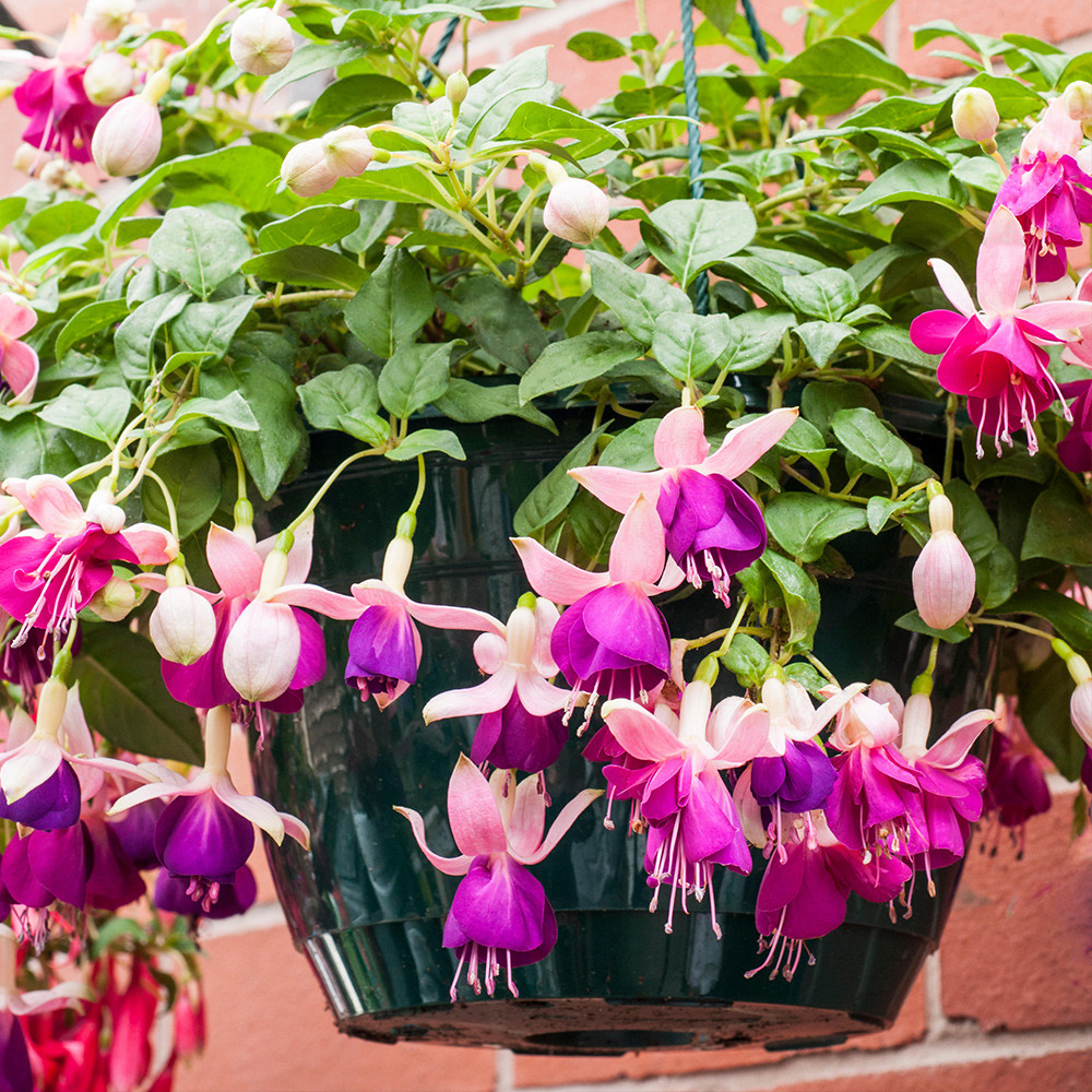 Shop Fuchsia Eva Boerg | J. Parker's