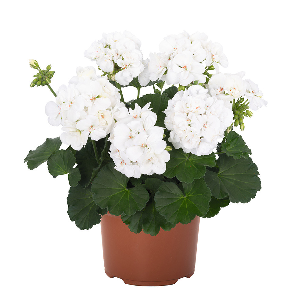 Shop Geranium Big Eeze White | J. Parker's