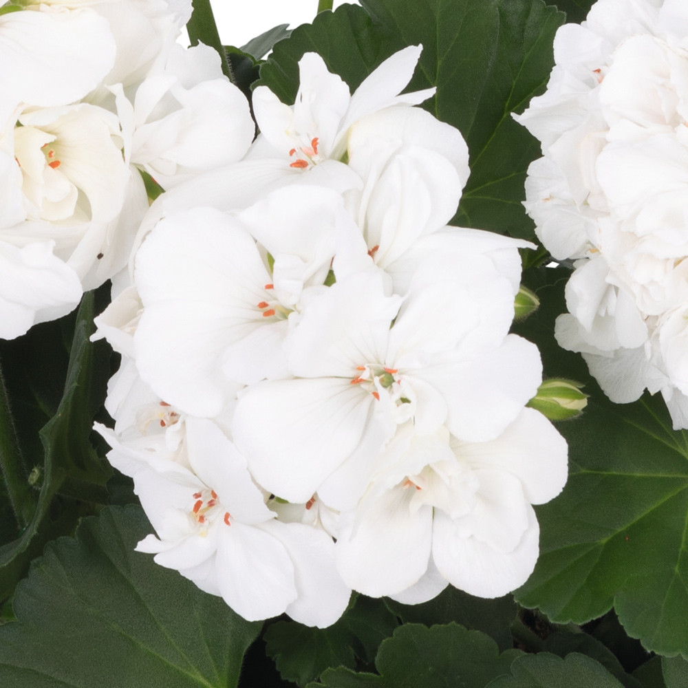 Shop Geranium Big Eeze White | J. Parker's