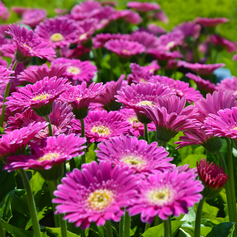 Shop Gerbera Garvinea Sweet Surprise | J. Parker's