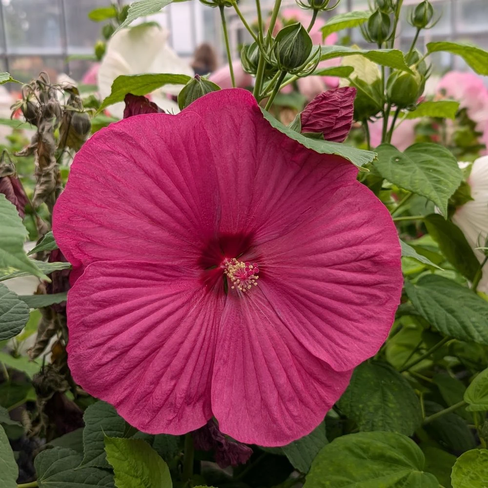 Shop Hibiscus luna Rose | J. Parker's