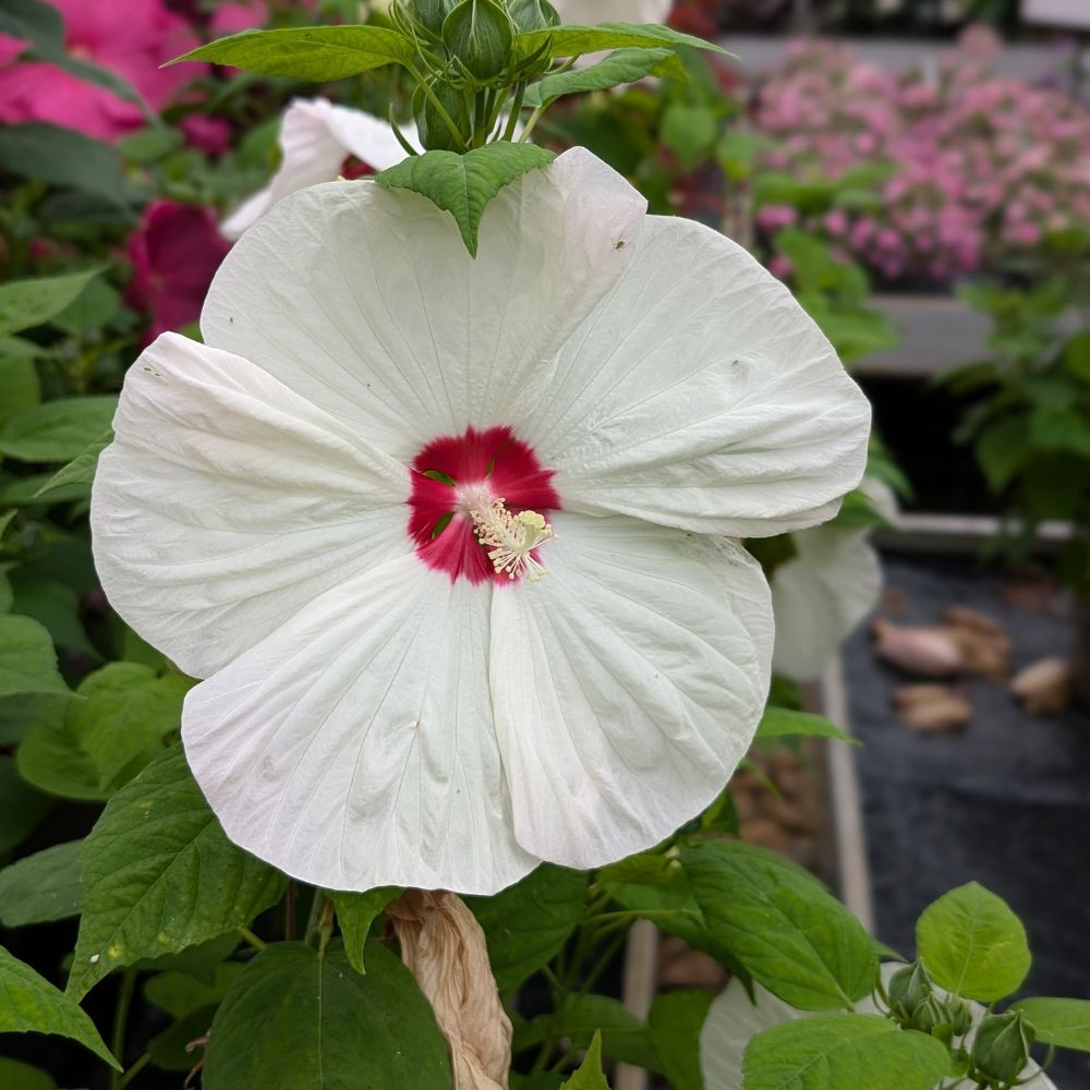 Shop Hibiscus Luna White | J. Parker's