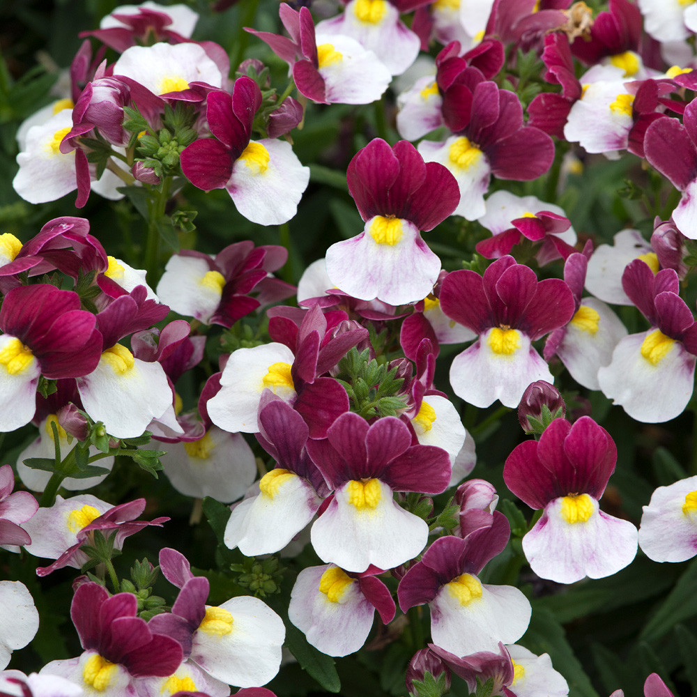 Buy Nemesia Lady Emma for less with J. Parker's