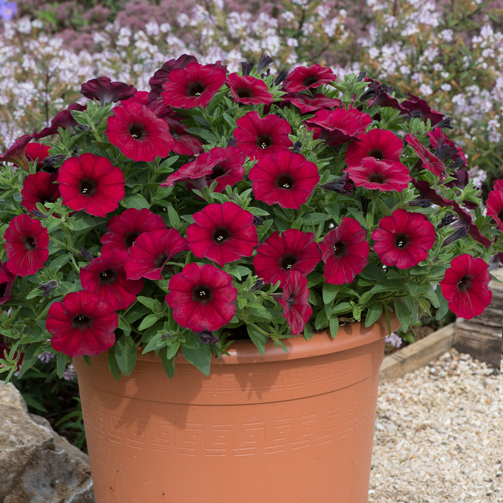 Shop Petchoa Beautical Bordeaux | J. Parker's