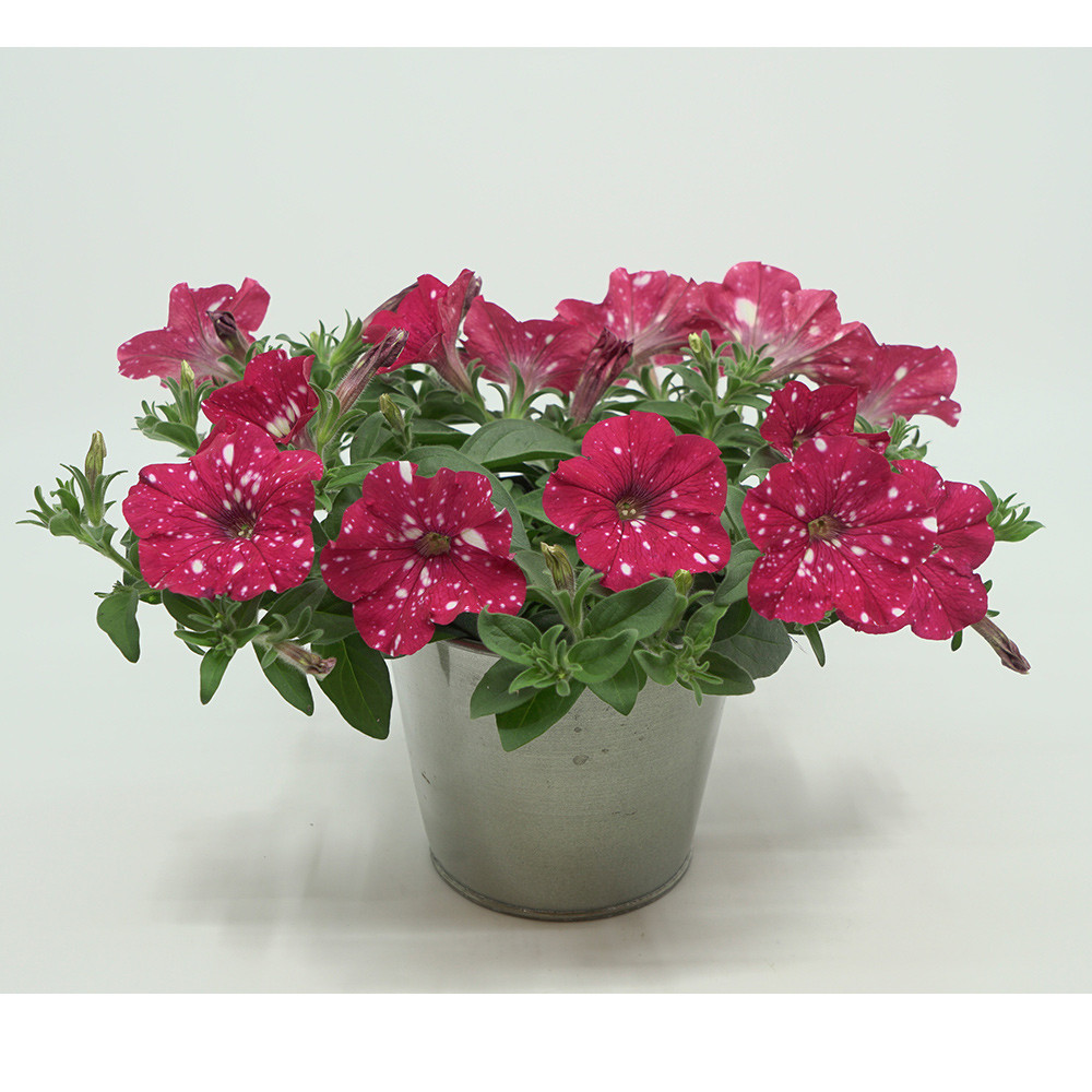 Shop Petunia Cherry Sky | J. Parker's